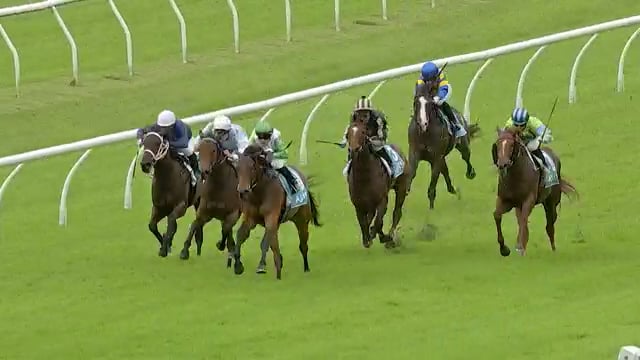 I Am Invincible - Stallion | Breednet