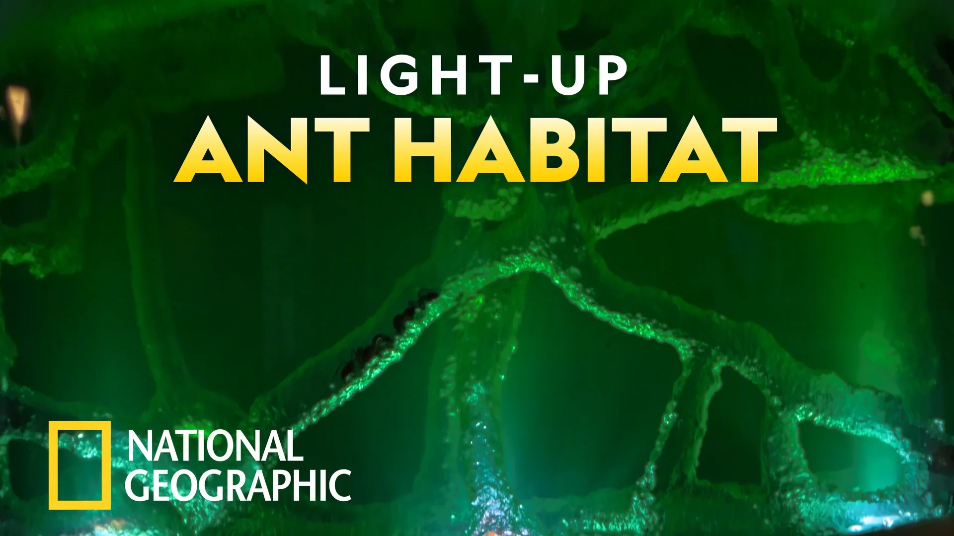 National Geographic - Light-Up Ant Habitat