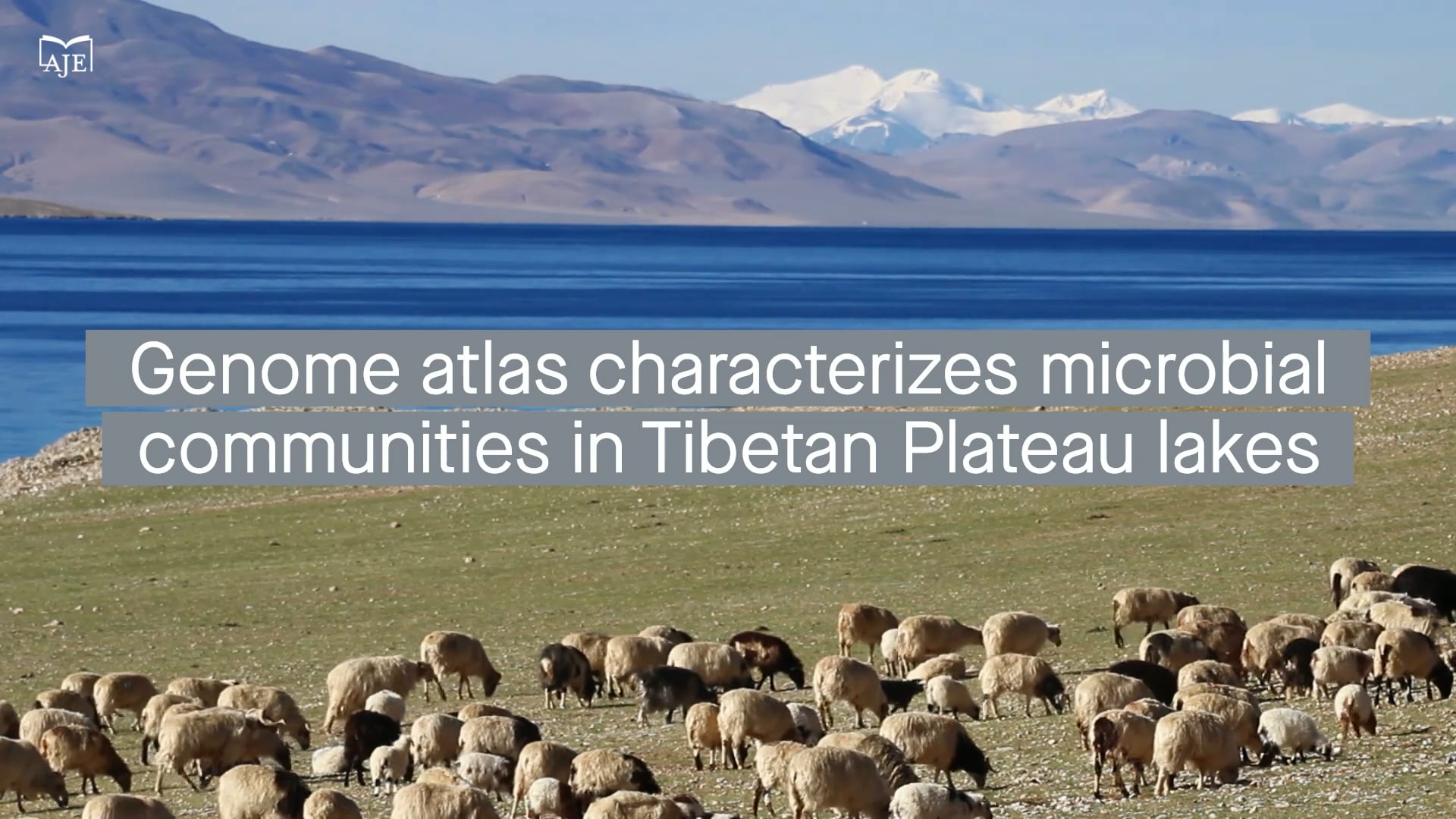 New genome atlas provides insight into microbial communities in lakes ...