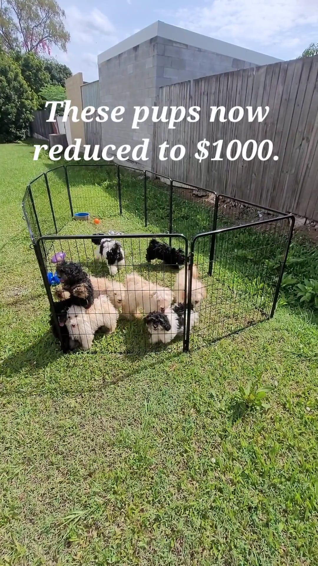 Find Your Perfect Puppy at Our Puppy Place