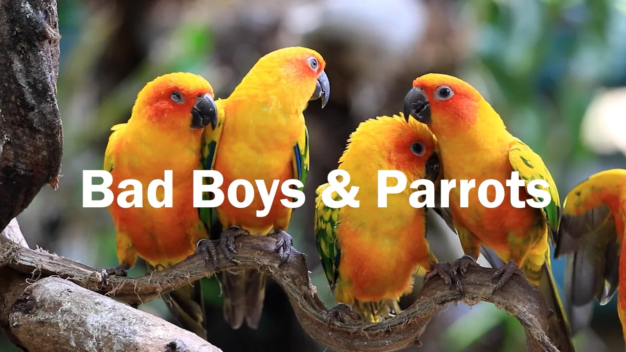 Bad Boys and Parrots