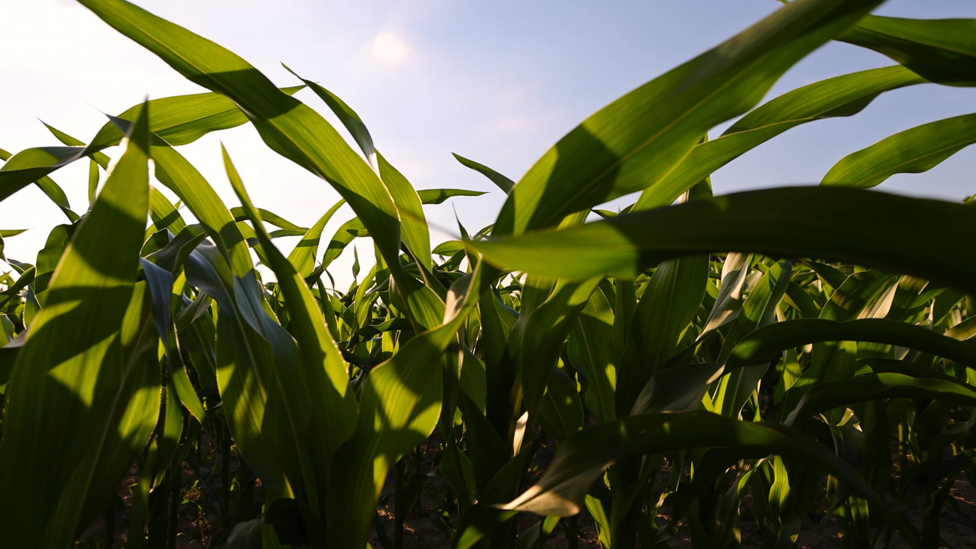 About | Frontier Seed