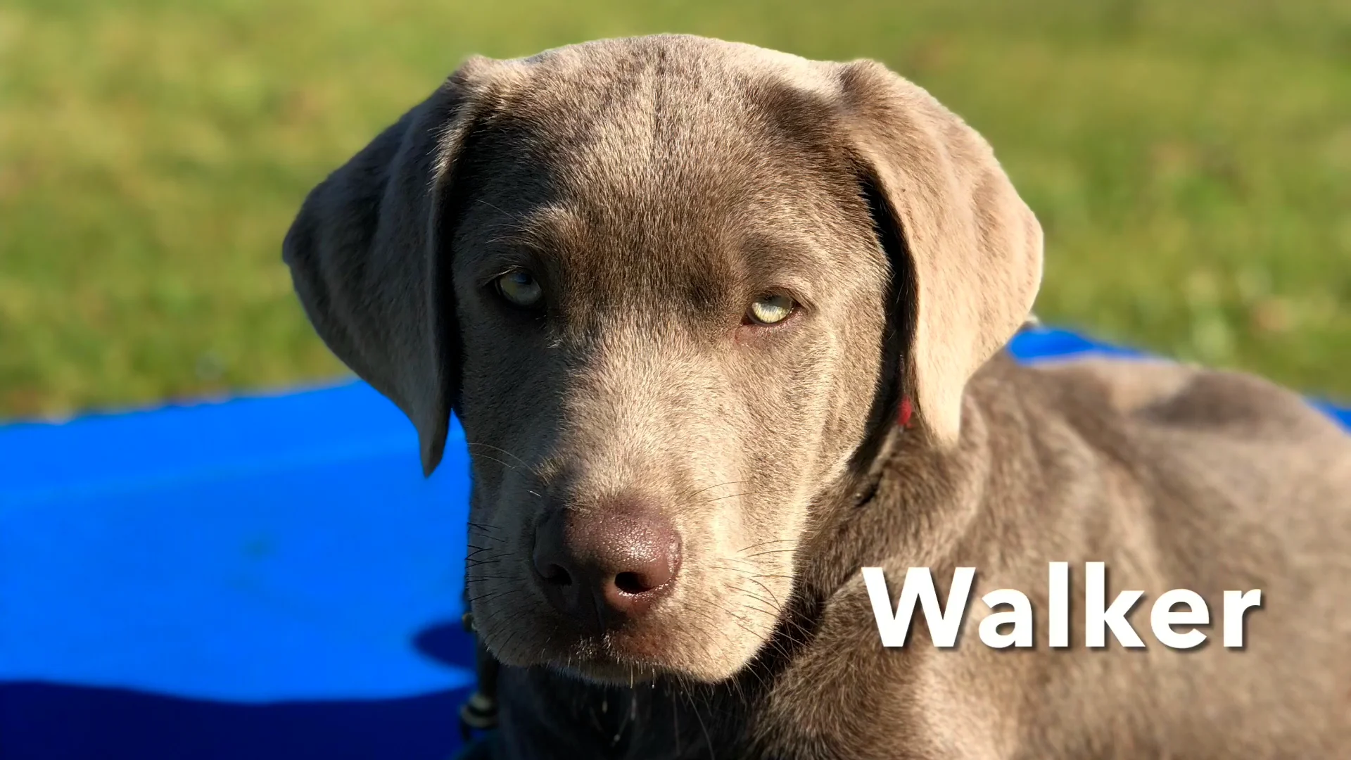 T - Lab - Walker - On Leash Only