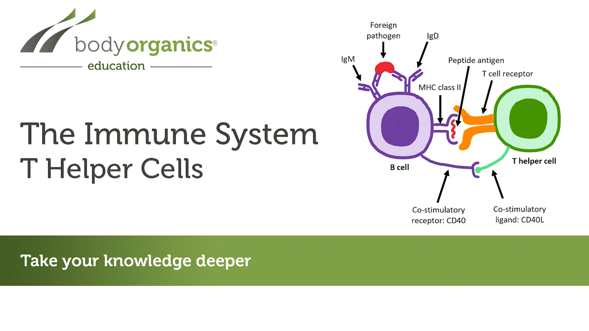7 - T Helper Cells