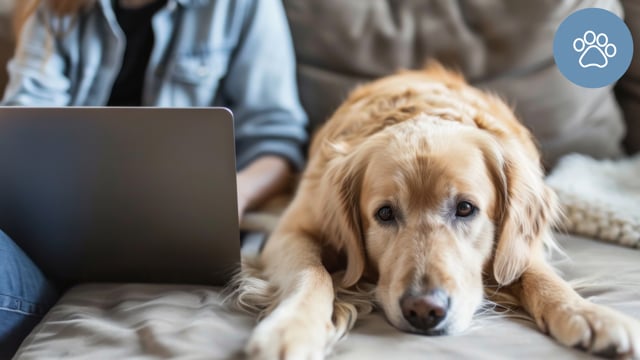 Centralcpd on-demand