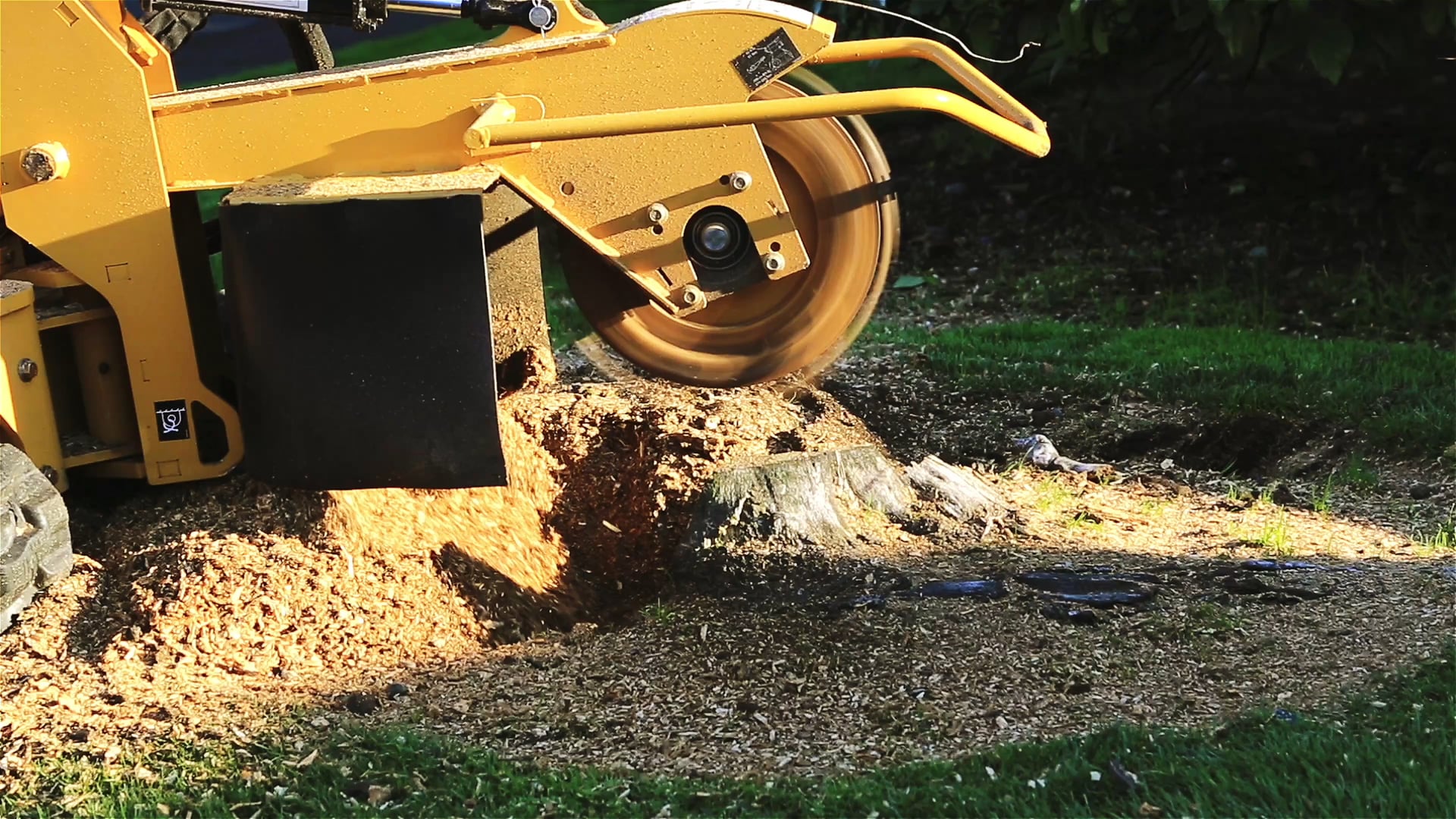 Team Gale Tree Services