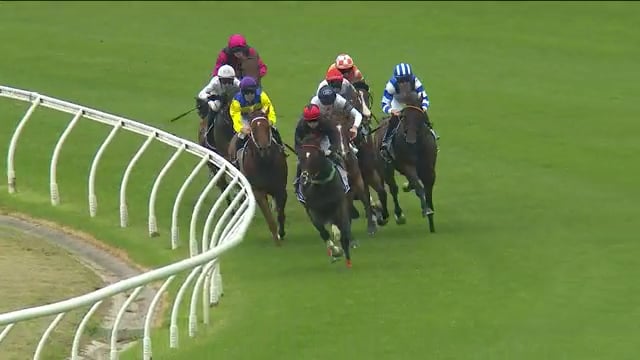 Shalaa - Stallion | Breednet