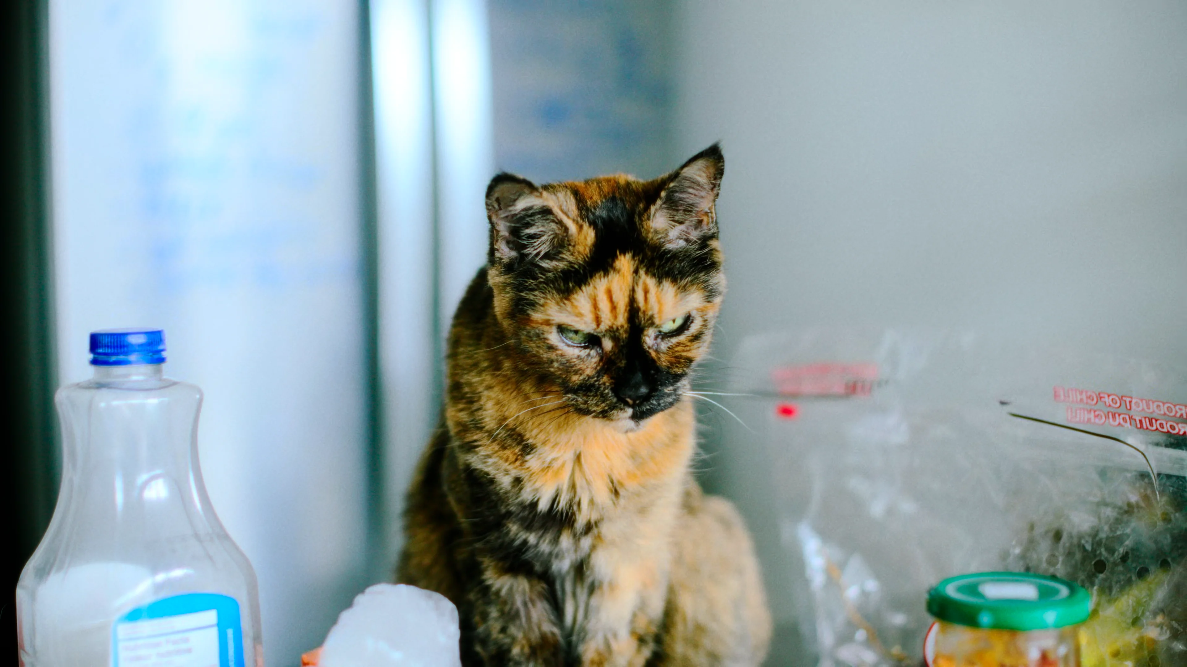 Emily, non snowy winter ht265