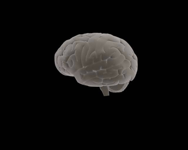Amygdala - Med. Animation on Vimeo