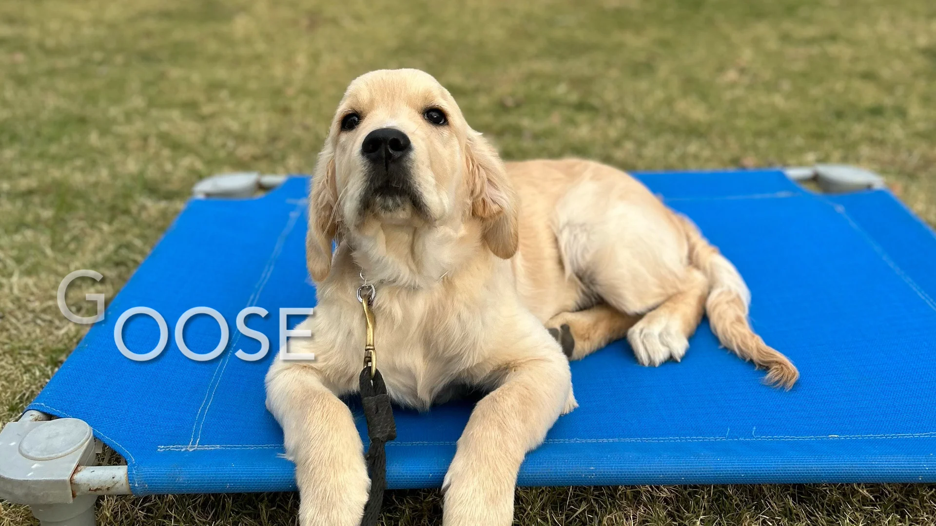 Golden Retriever - Goose - On Leash Only