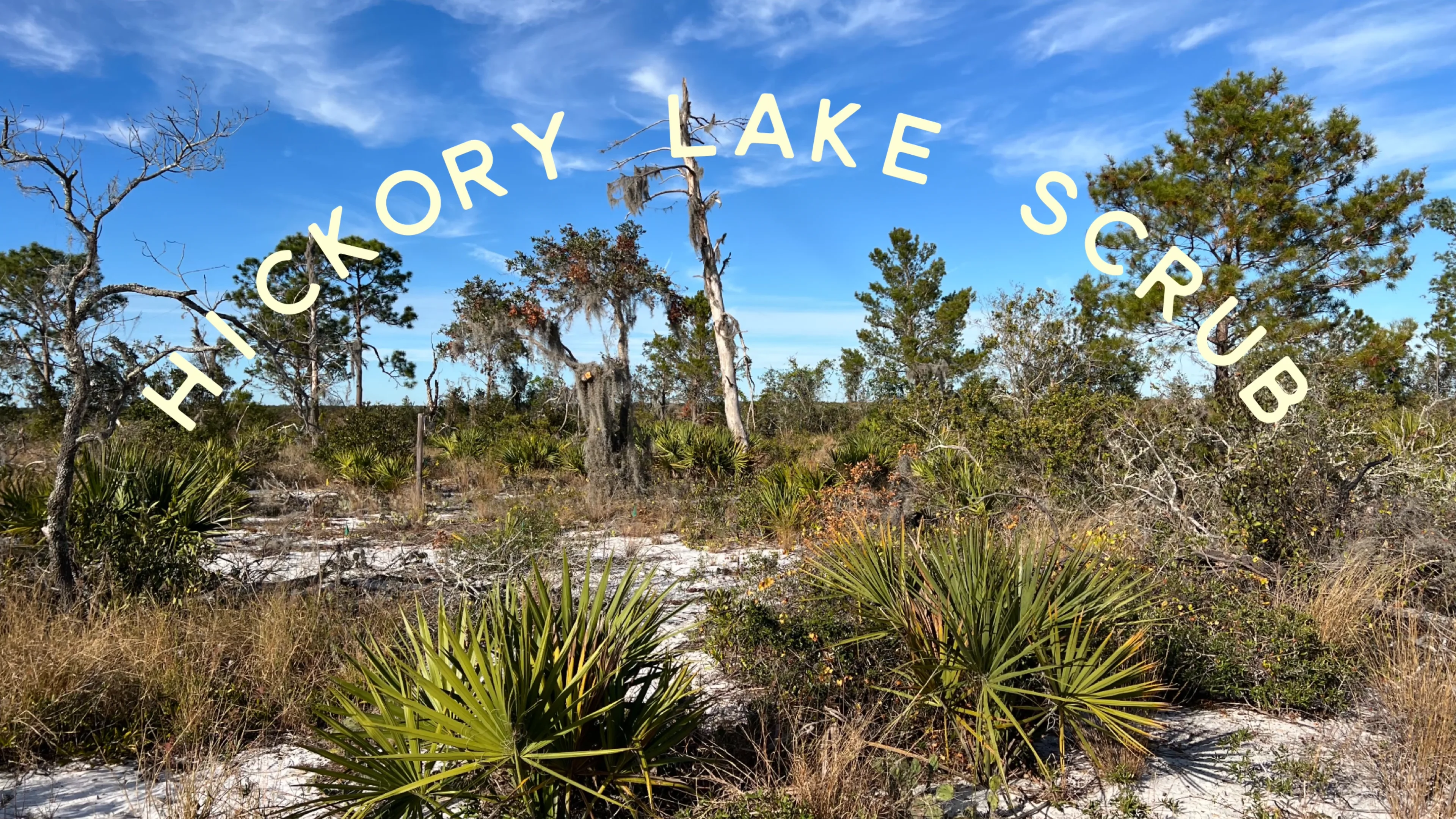 Hickory Lake Scrub