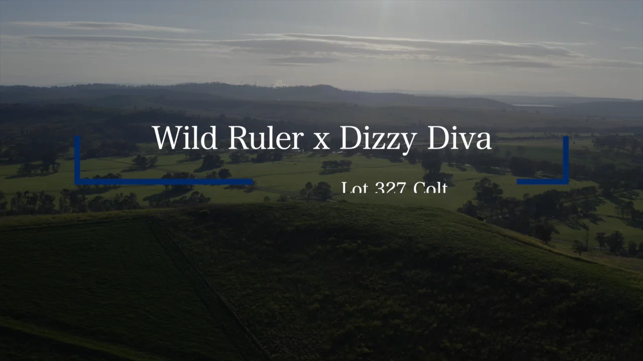 Lot 327 - Wild Ruler x Dizzy Diva - Colt