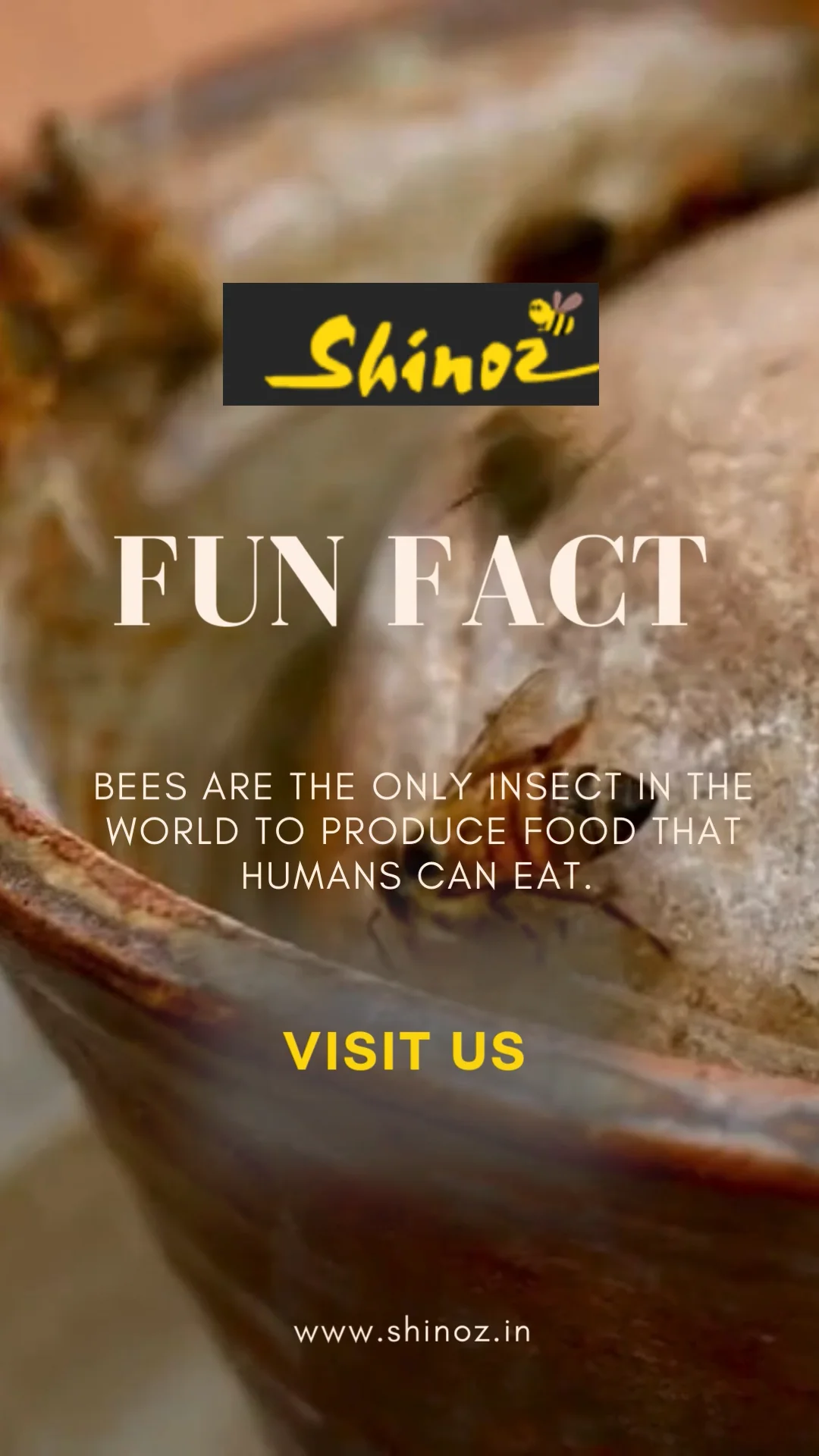 Did you know that bees are the only insect that can produce food that ...