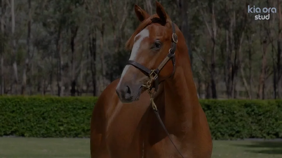 LOT 488 - FARNAN X HUBOOR (IRE) FILLY