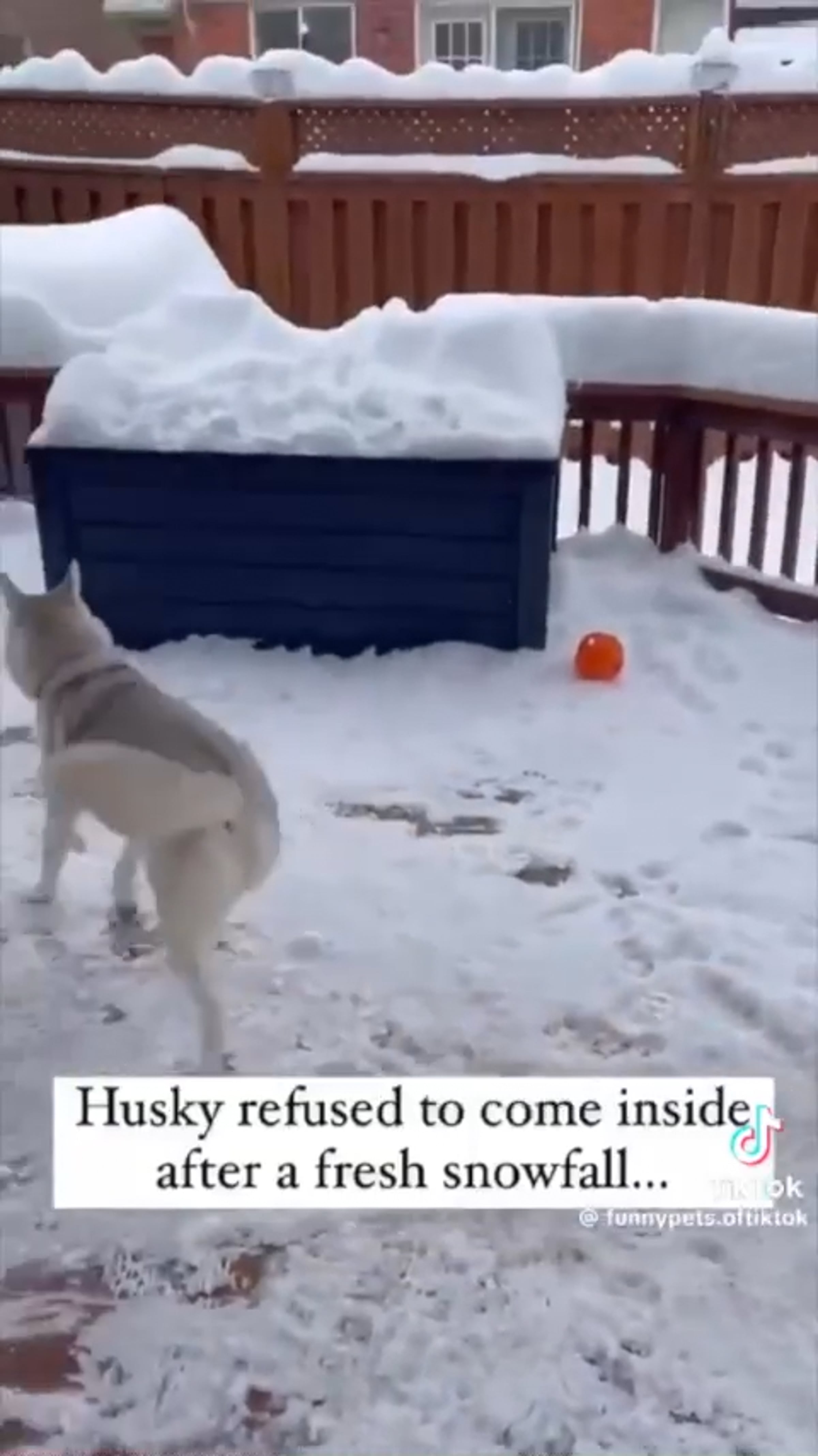 Daily Smile: Wednesday, December 18, 2024