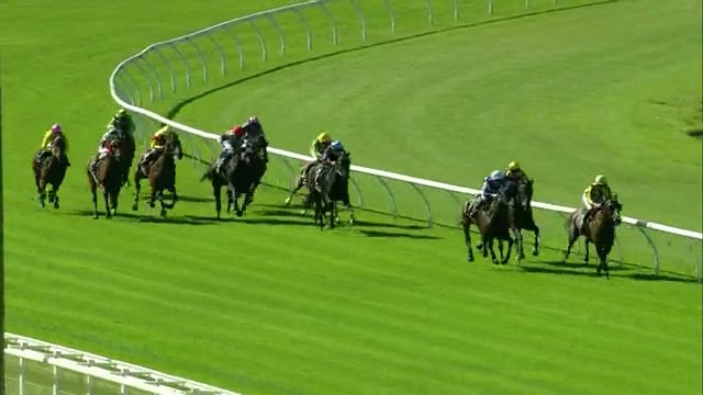 Manhattan Rain - Stallion | Breednet