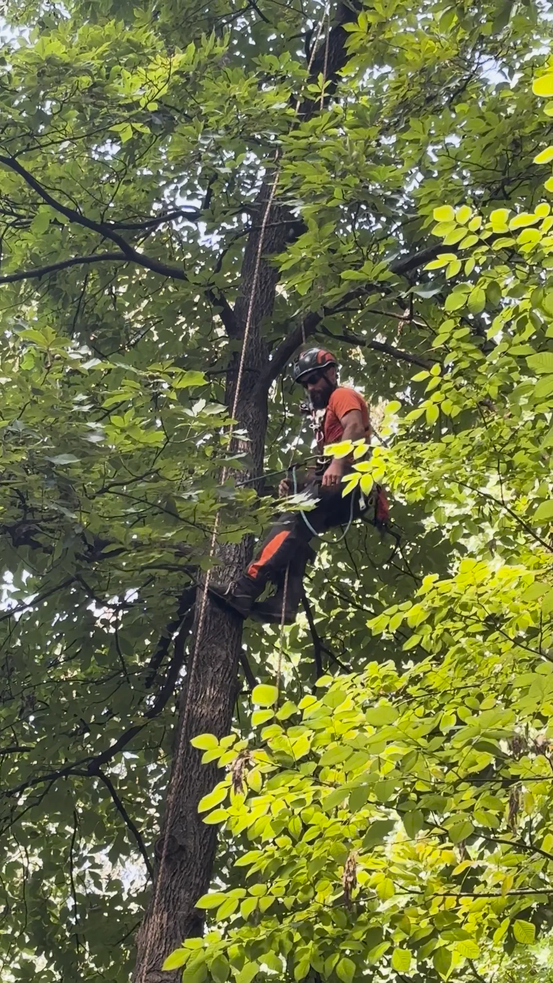 Tree Guardians Year in Review