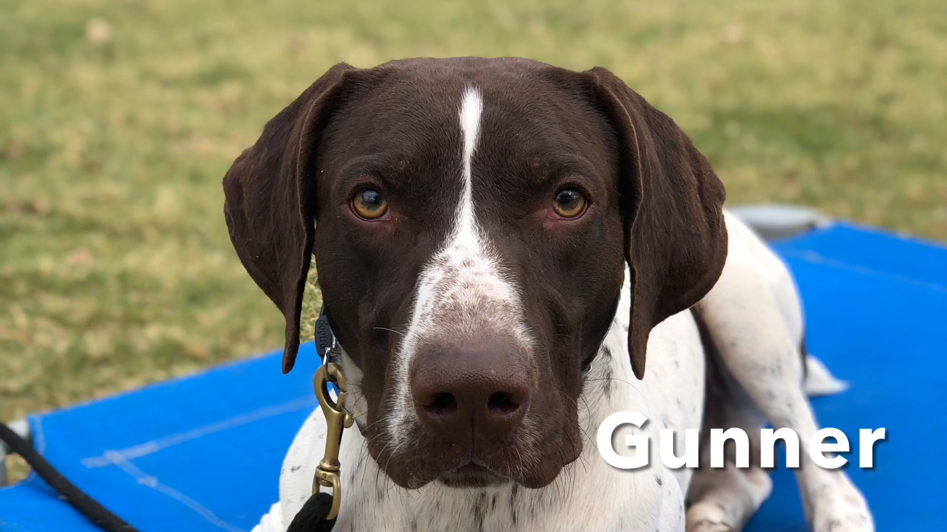 T - GSP - Gunner - On and Off Leash