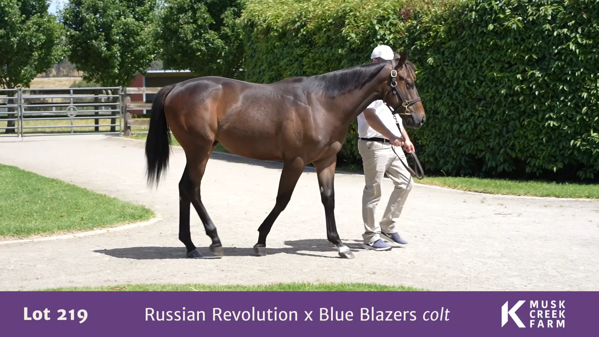 Lot 219 Russian Revolution x Blue Blazers colt