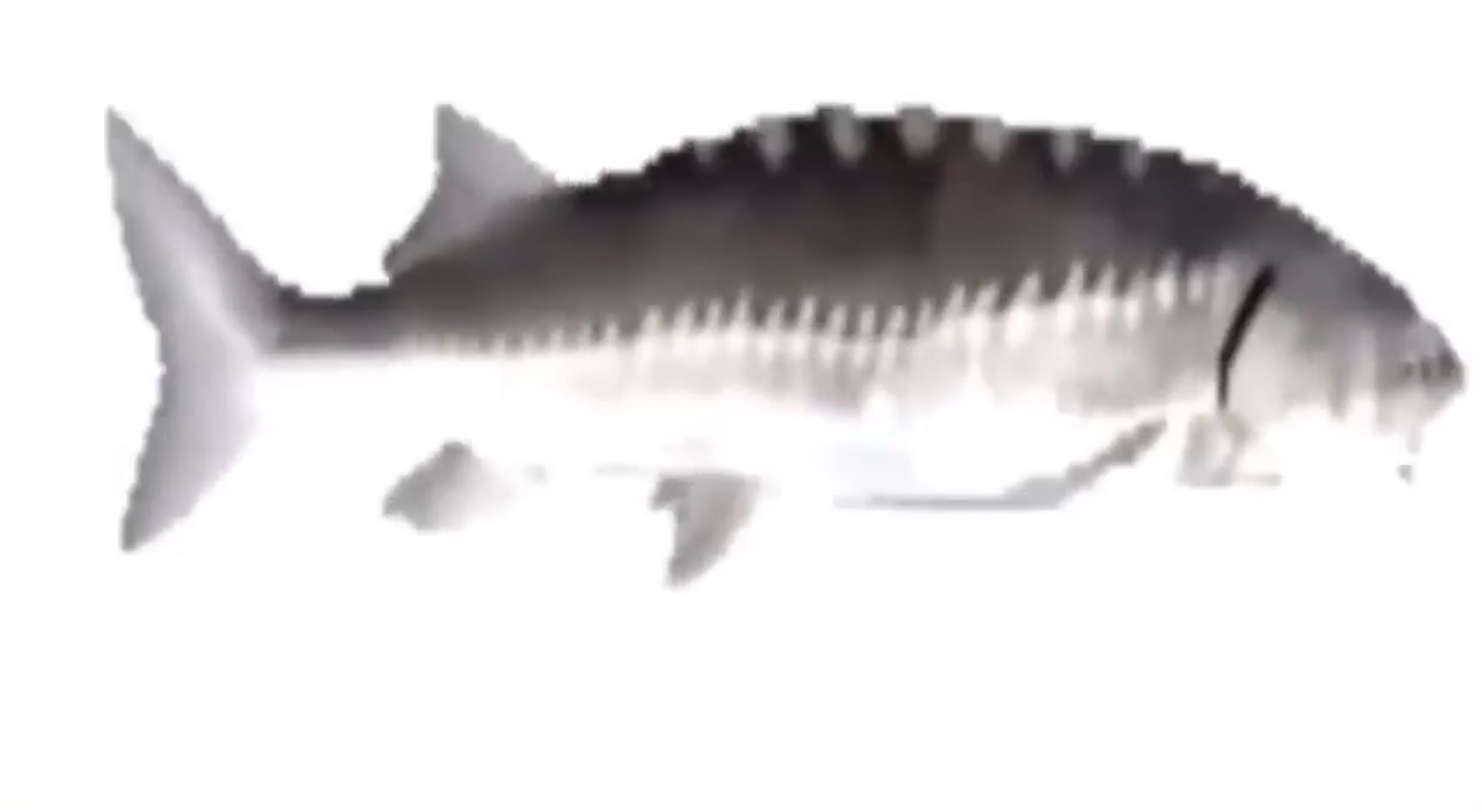 Fish Spinning to Funky Town (Extended) 480