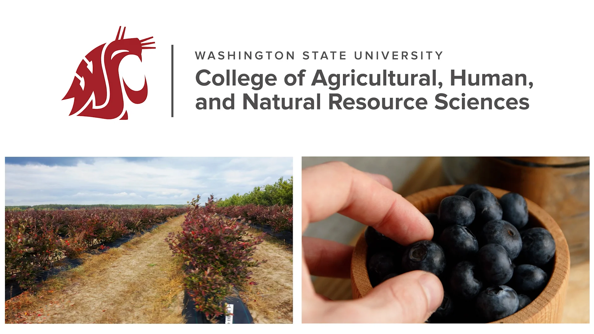 Texture Analysis of Blueberry Fruits