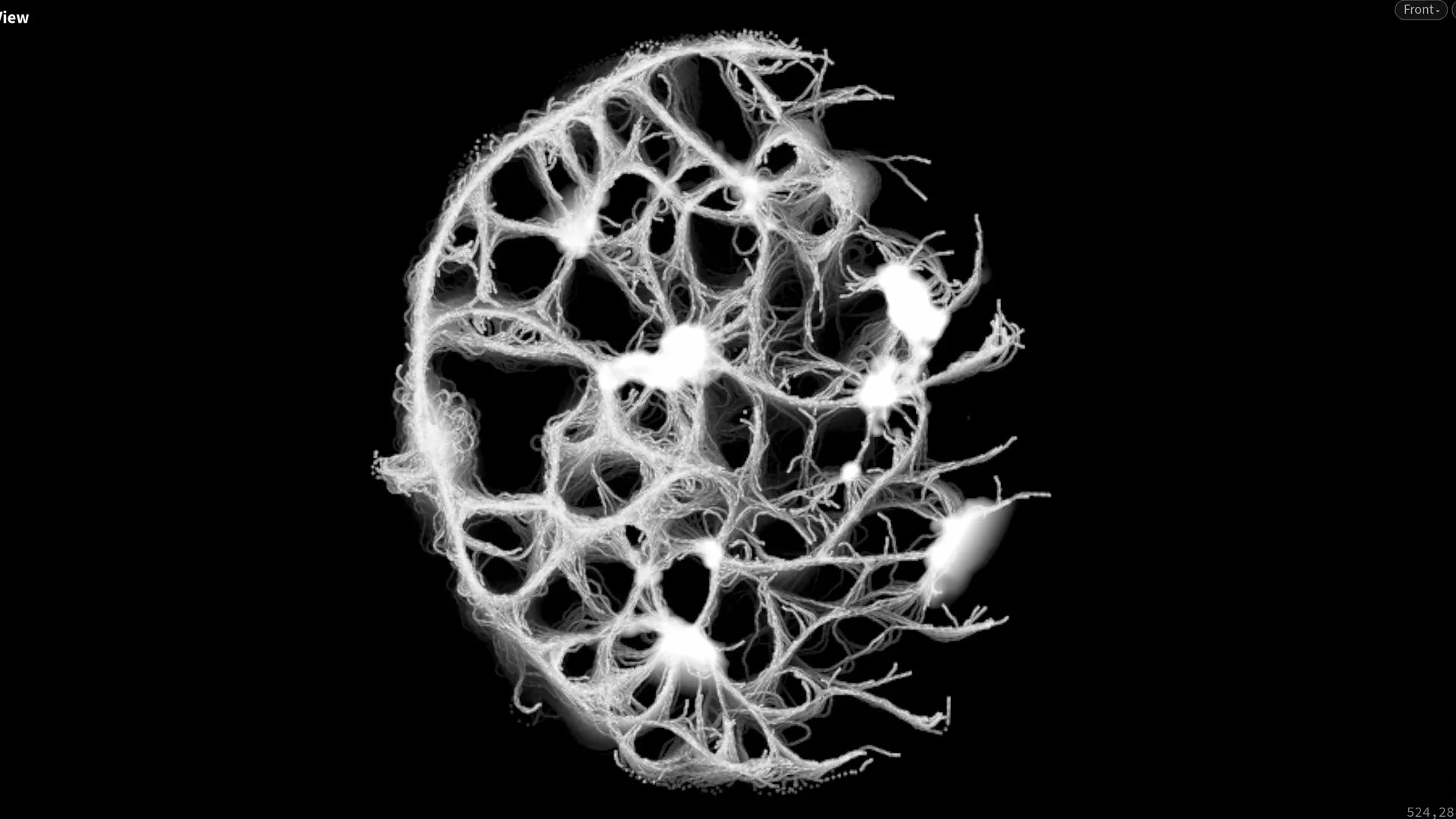 Physarum Simulation