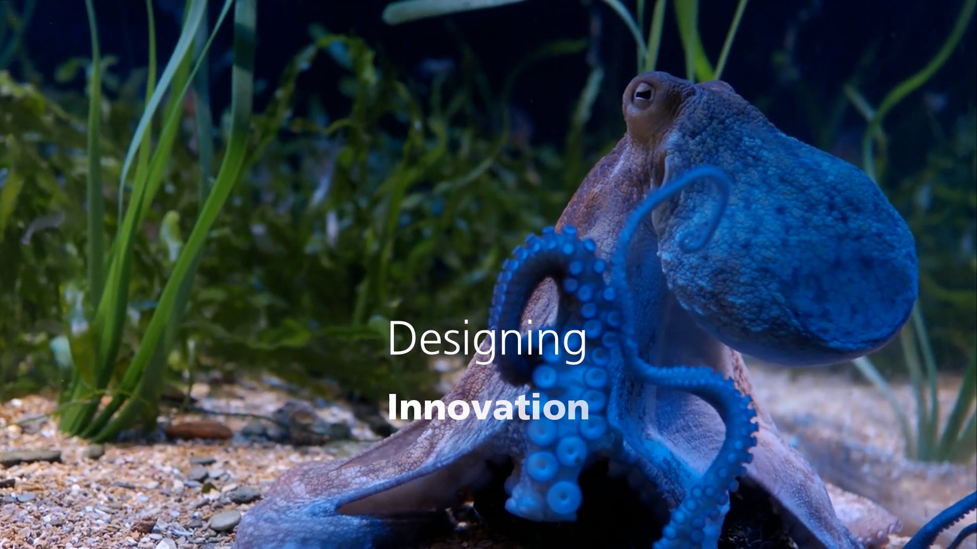 About Elearning Design