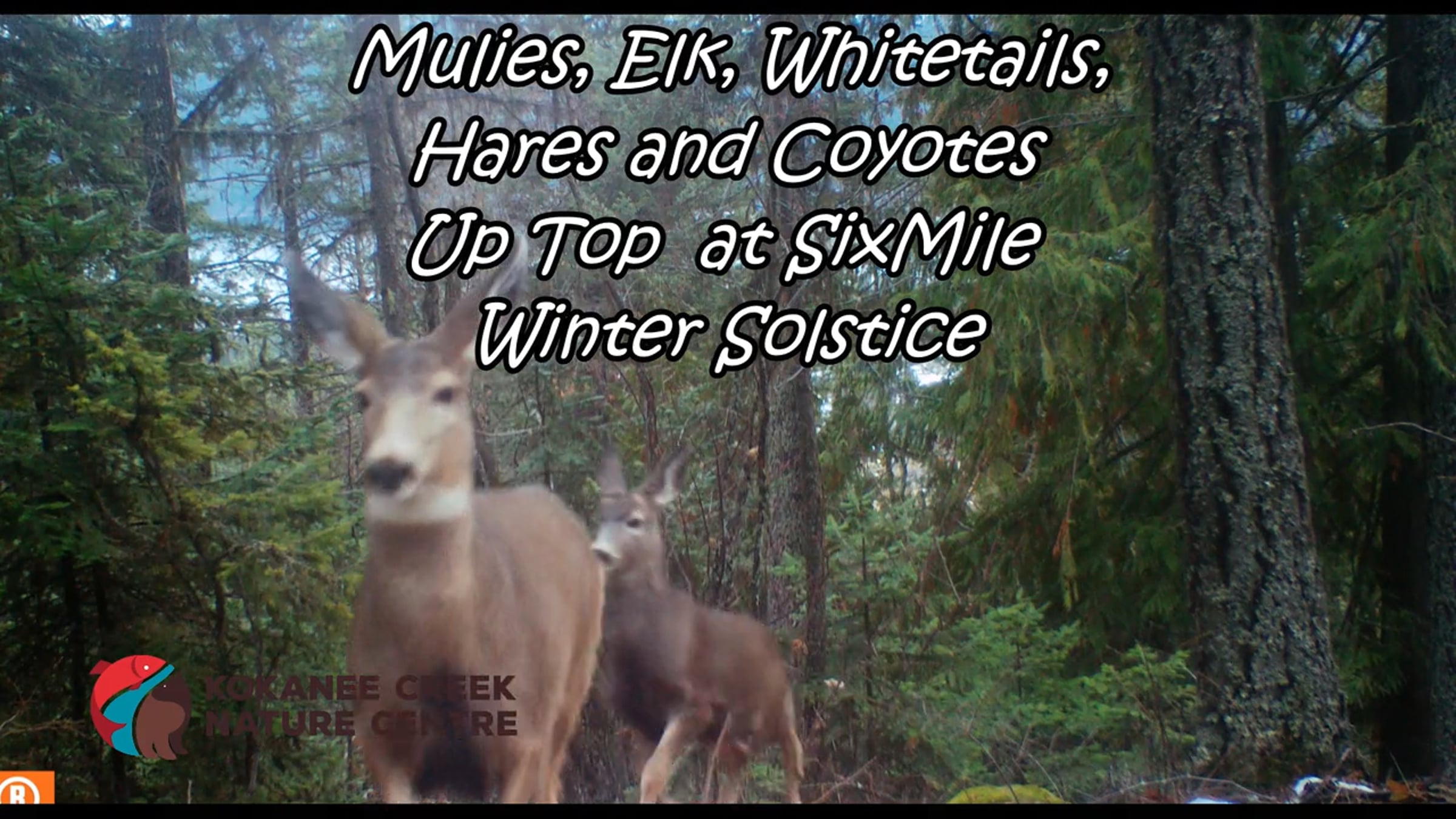Mulies, Elk, Whitetails, Hares and Coyotes Up Top at Six Mile Winter ...