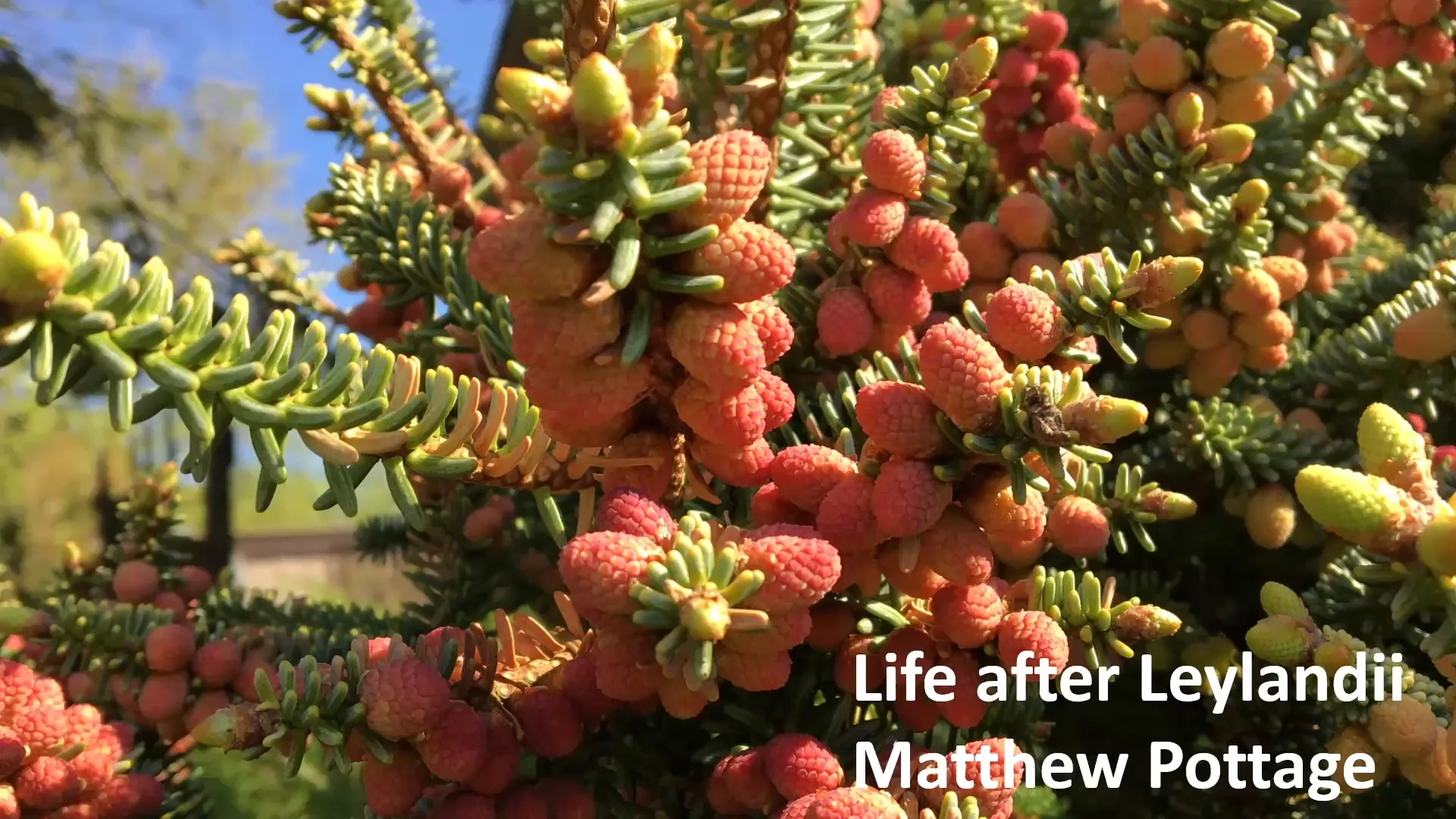 Watch Matt Pottage – Conifers, Life after Leylandii Online | Vimeo On ...