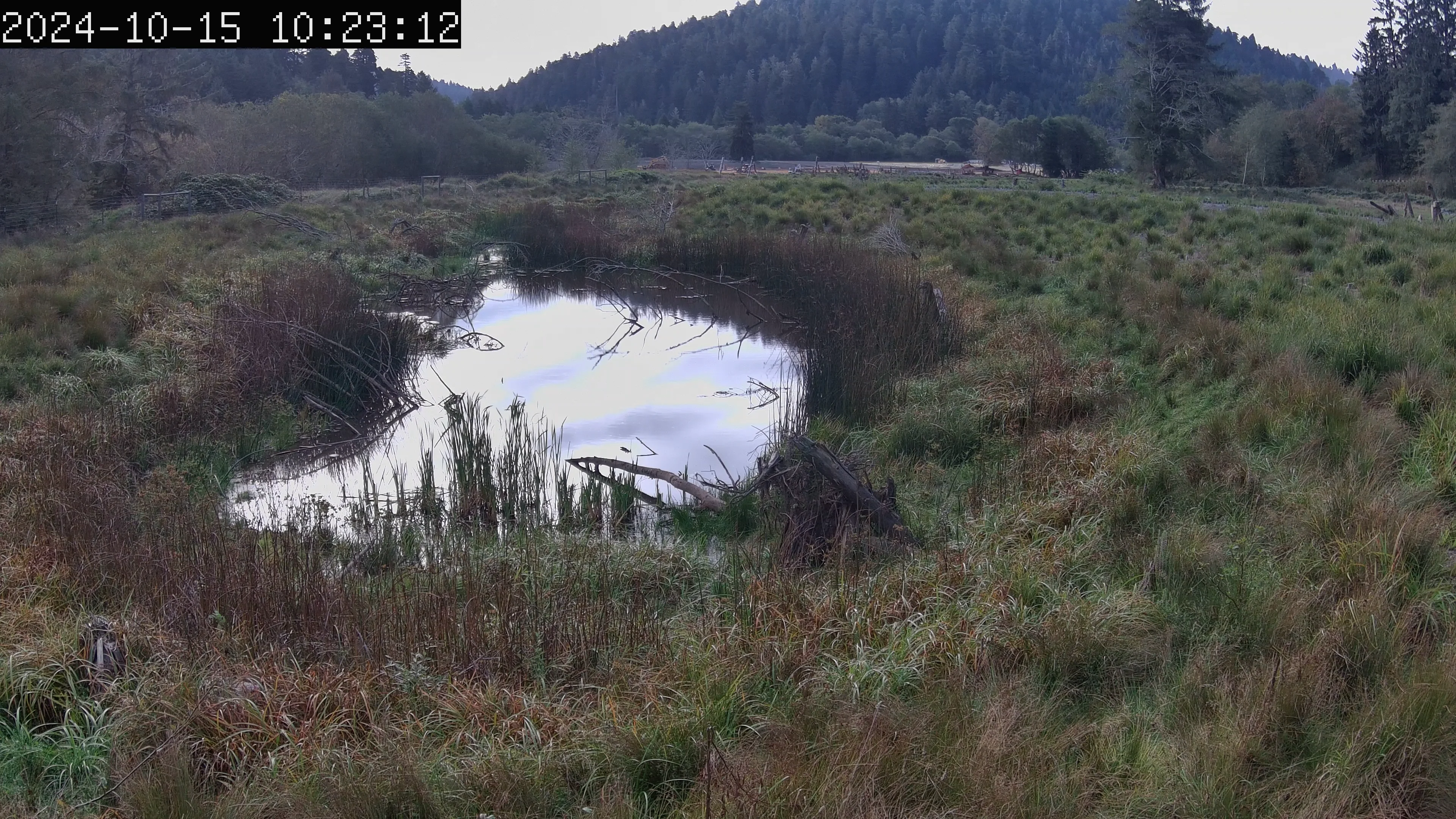 EIP Pond Camera: September 2024 to January 2025