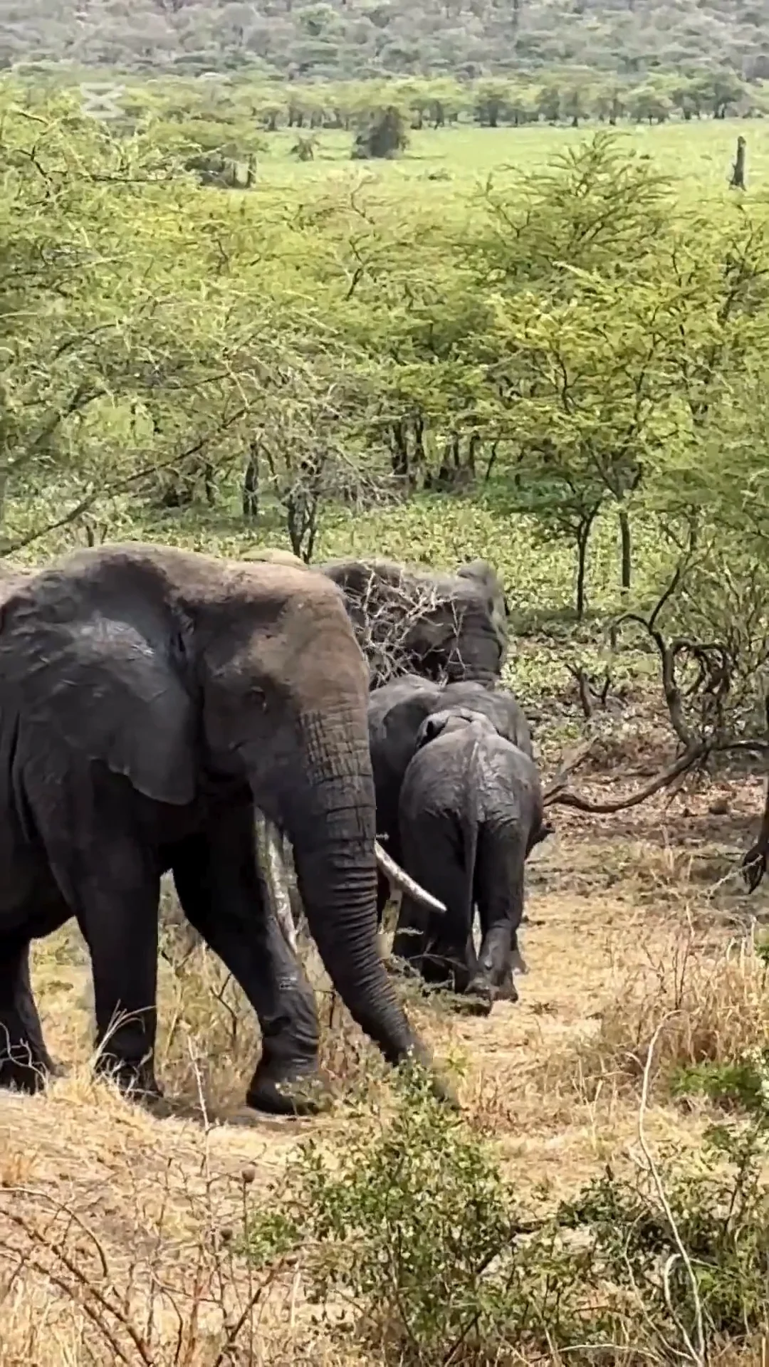Elephants Video