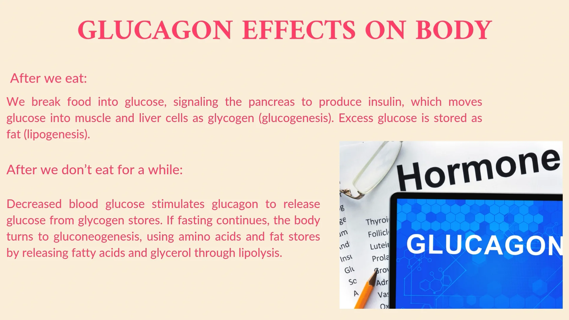 Statera Week 9 Hormones Part 3 (Appestat, Adiponectin & Glucagon)