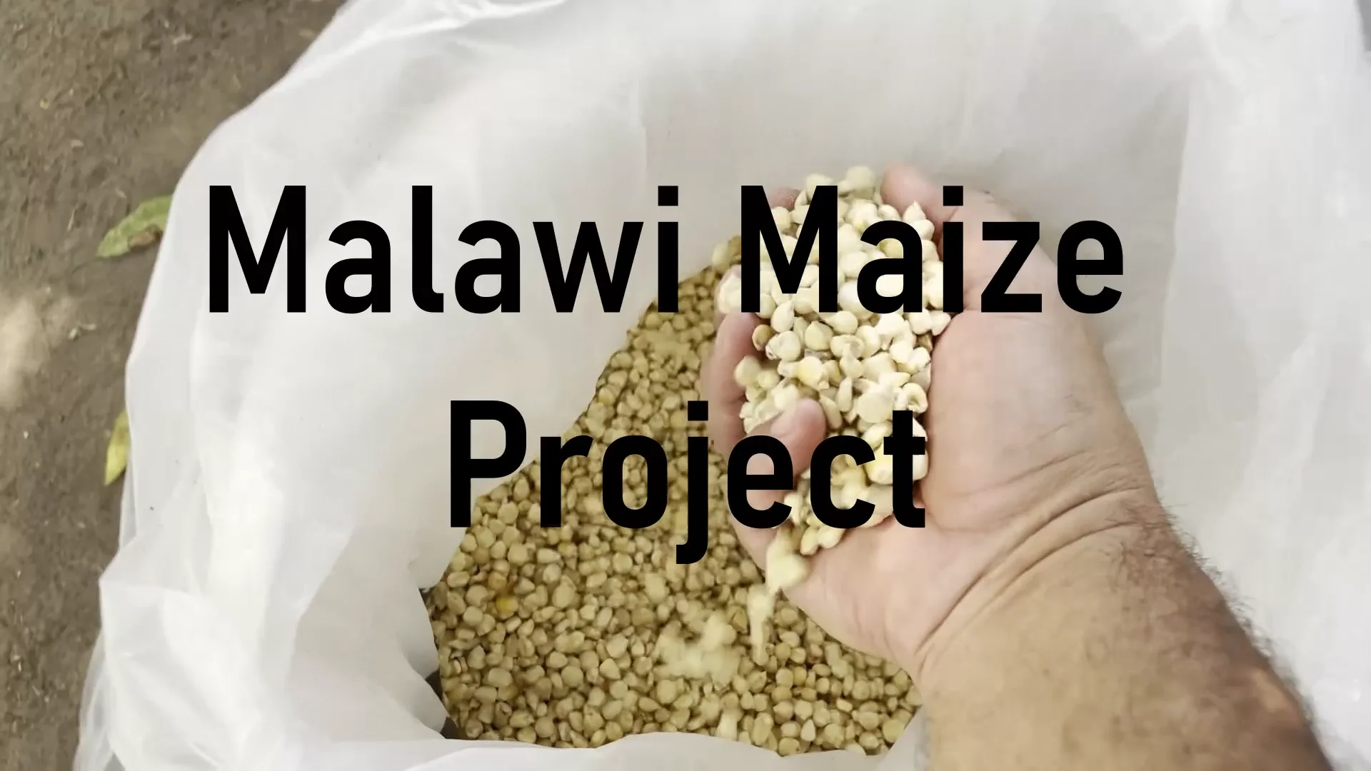Malawi Maize Project