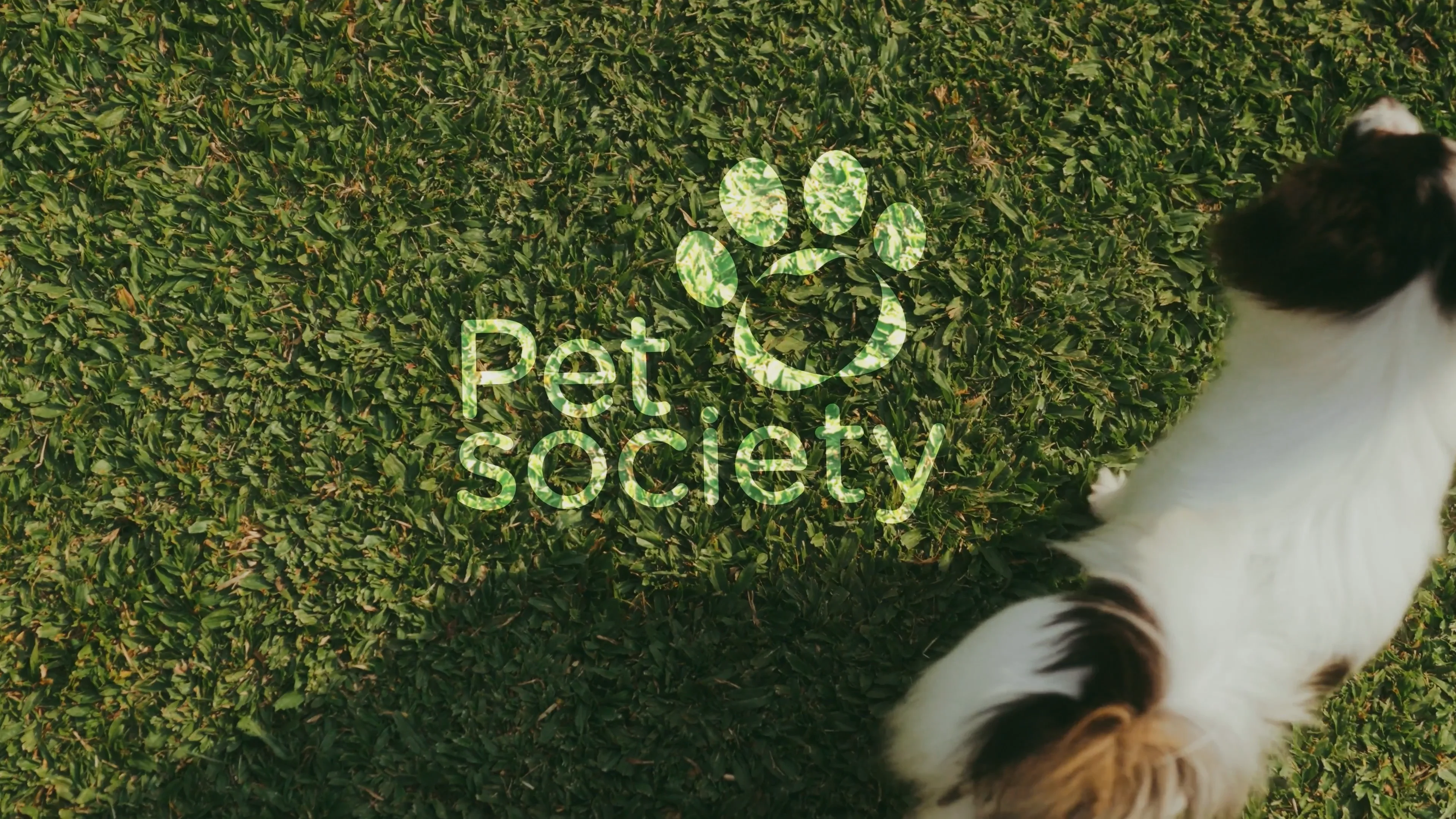 Institucional Pet Society