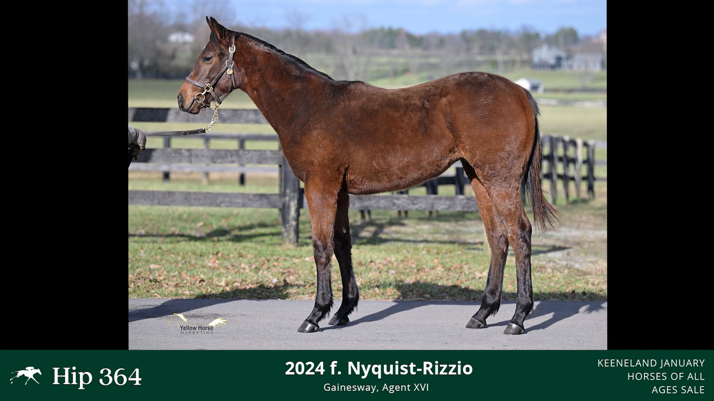 2025 Keeneland January Horses of All Ages Sale: Hip #364 Nyquist x ...