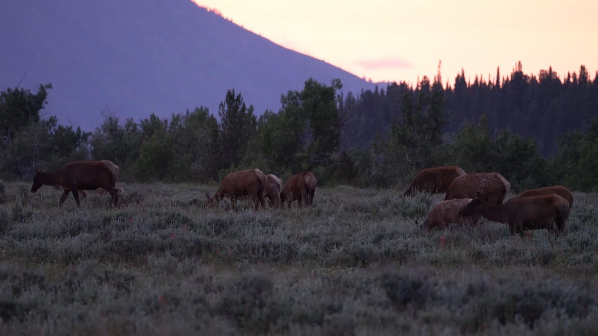 Wildlife Photography | Wandering Wild