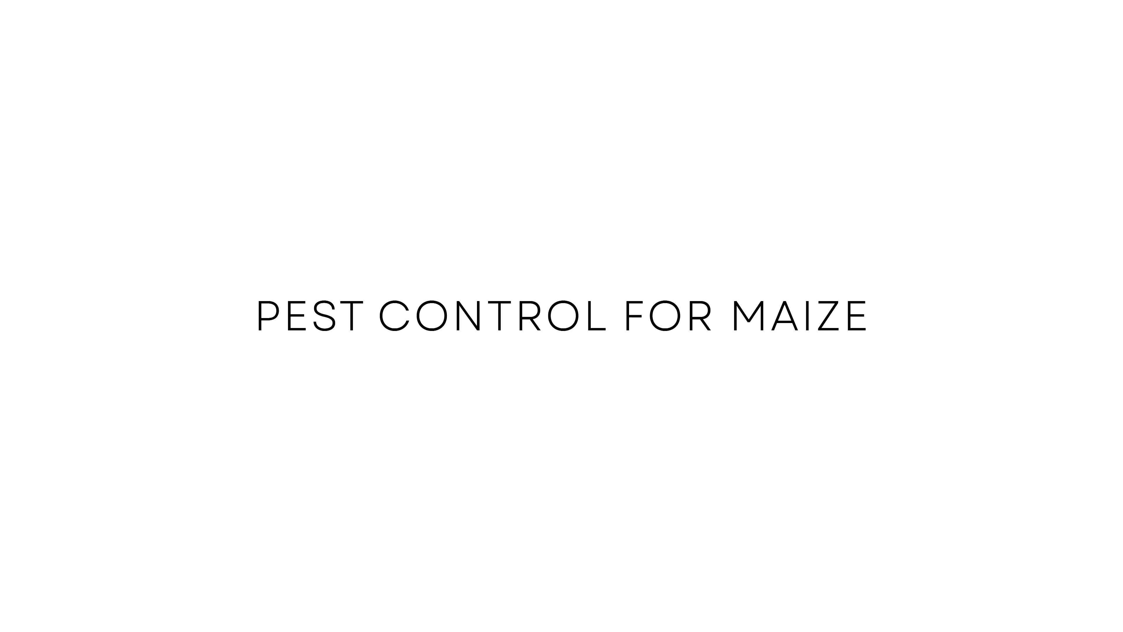 Pest control for Maize Documentary