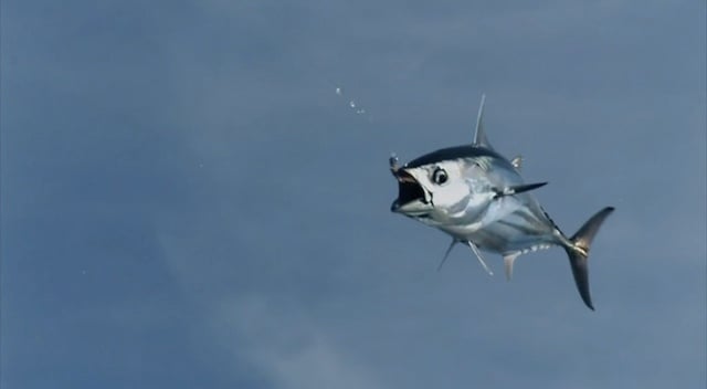 Pole & line Tuna Fishing on Vimeo