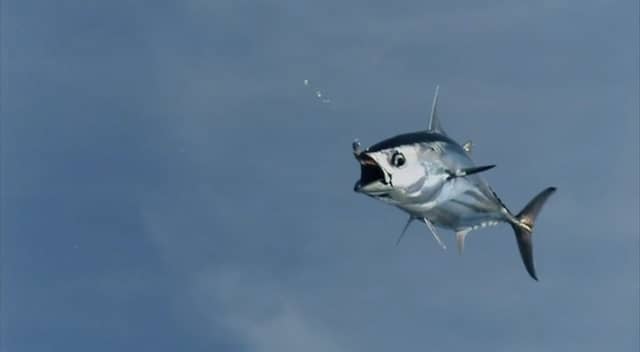 Pole & line Tuna Fishing on Vimeo