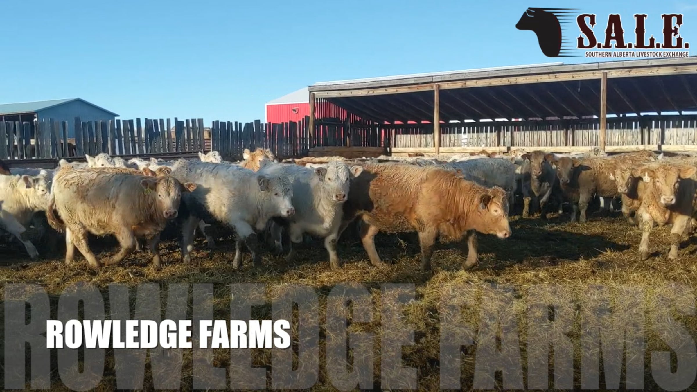 Mary- For Tuesday Video Sale - LOT 026- ROWLEDGE FARMS.mp4