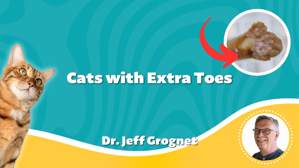Cats with Extra Toes