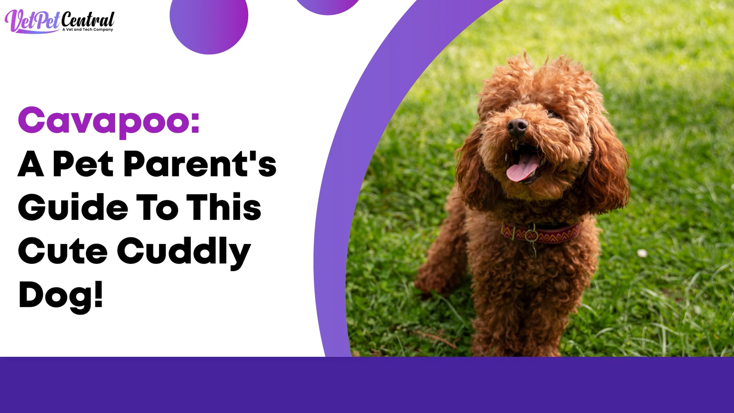 18 Cavapoo A Pet Parent_s Guide To This Cute Cuddly Dog AE-1