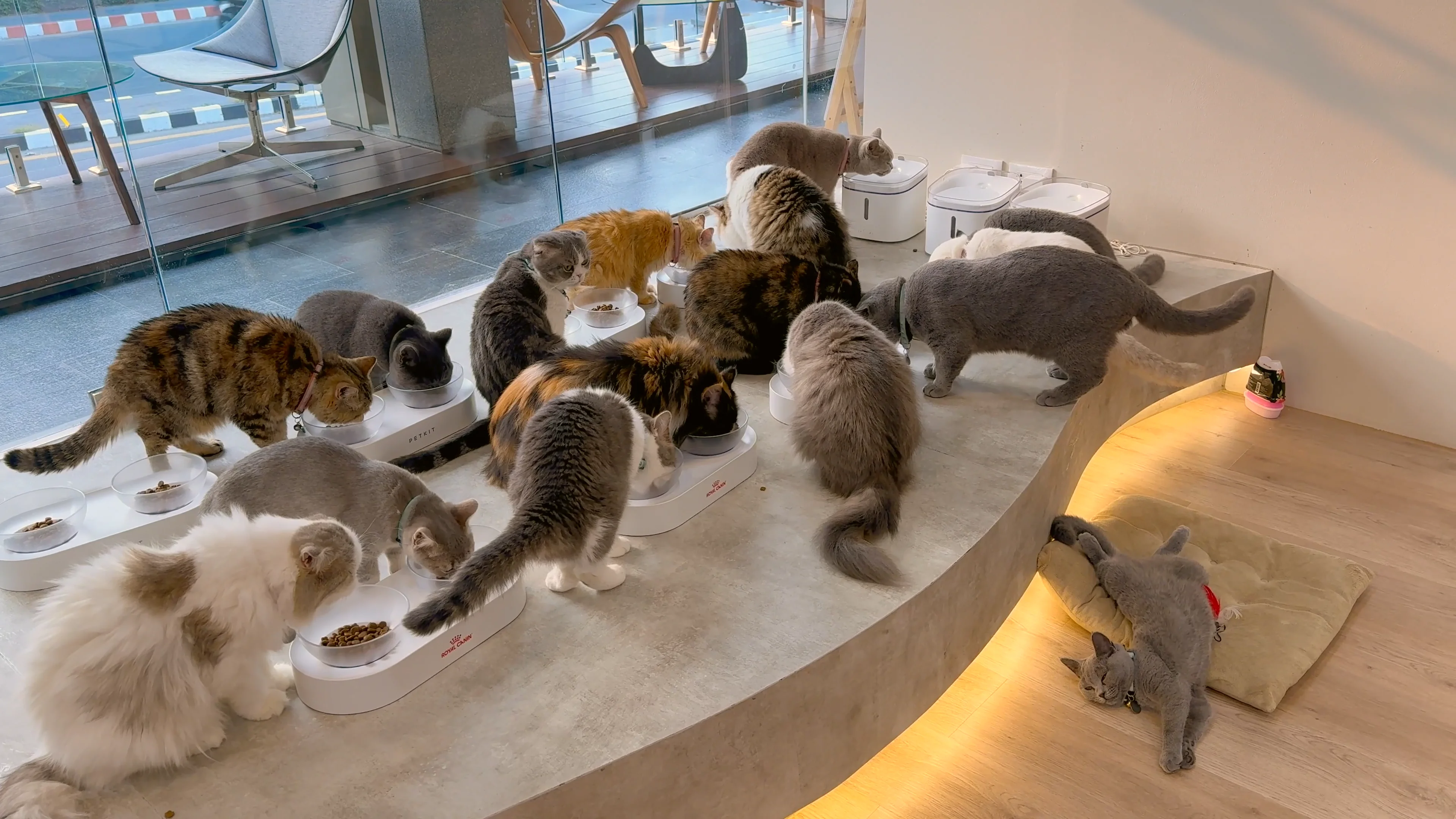 Watch 4K Virtual Cat Cafe Experience - 1 Hour Online | Vimeo On Demand on Vimeo