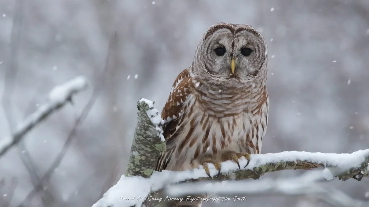 Barred Owl Snowy Morning Flight