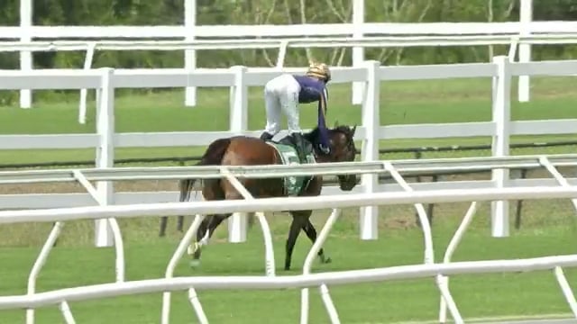 Farnan - Stallion | Breednet