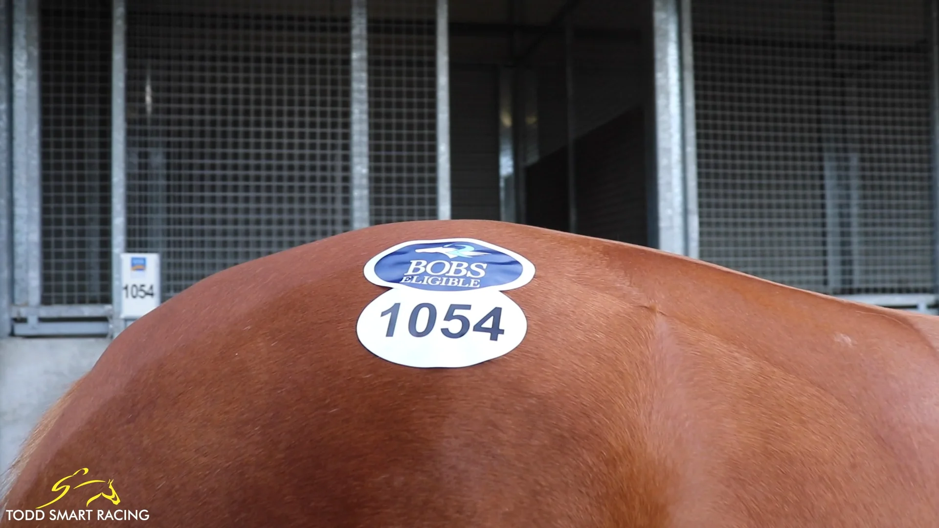 Todd Smart Racing - The Autumn Sun x Ventriloquism