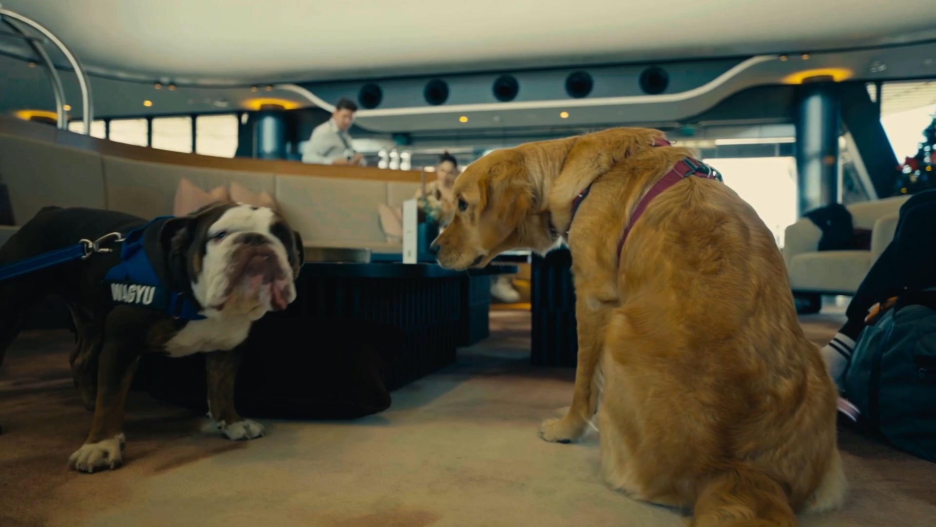 About SKYE PETS | Australia's First In-Cabin Dog & Cat Airline