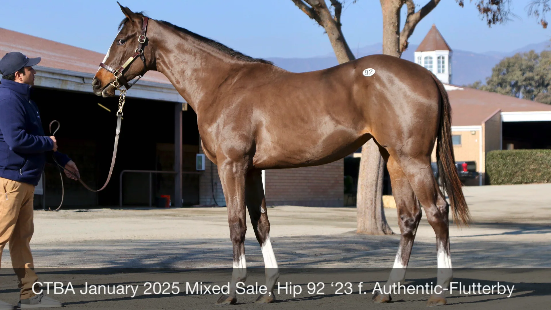 CTBA January 2025 Mixed Sale, Hip 92 '23 f. Authentic-Flutterby