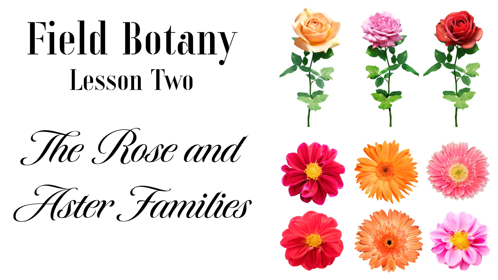 Field Botany 2