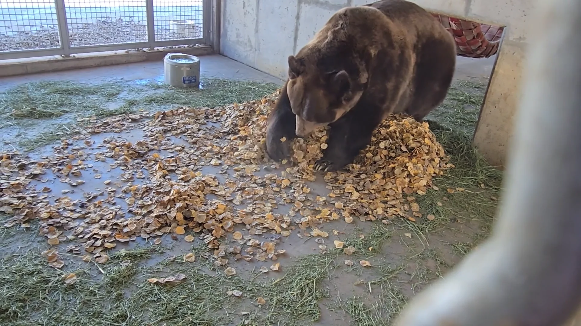 Ramble and Bramble Make Their Beds